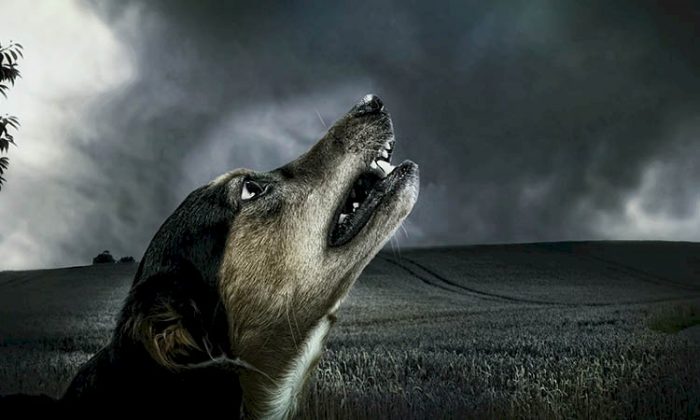 Actividad paranormal | ¿Cómo darse cuenta si tu perro ve un espíritu?